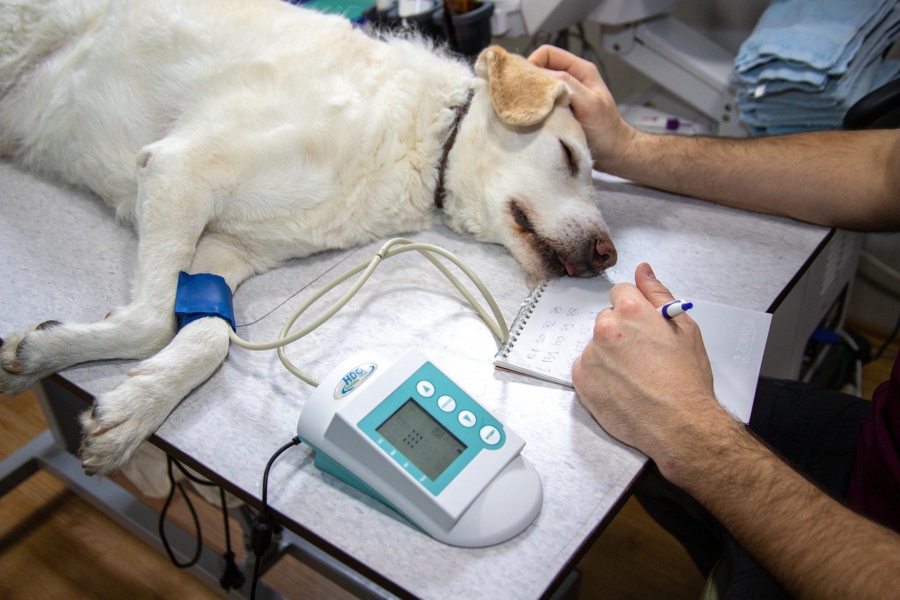 Pet Safety During Anesthesia - 24/7 PetVets