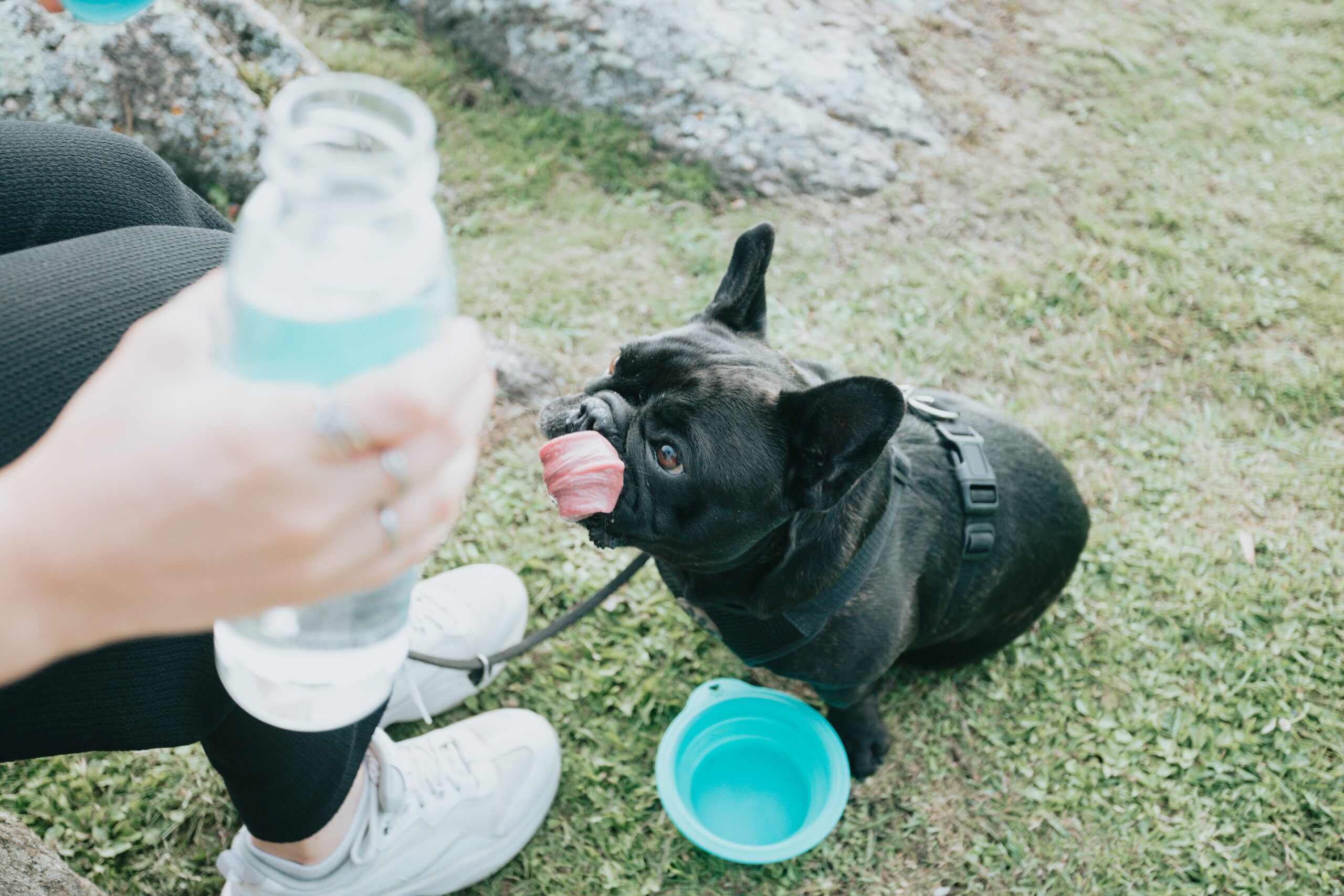 The Significance of Keeping Your Pet Hydrated During Summer - 24/7 PetVets